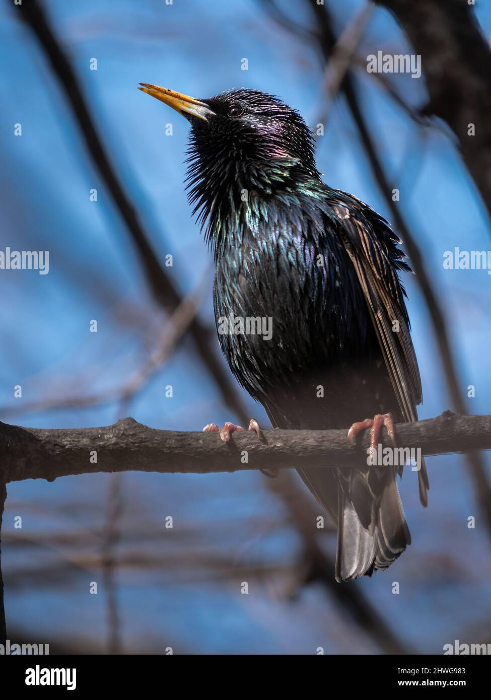 Starling canada hi-res stock photography and images - Alamy