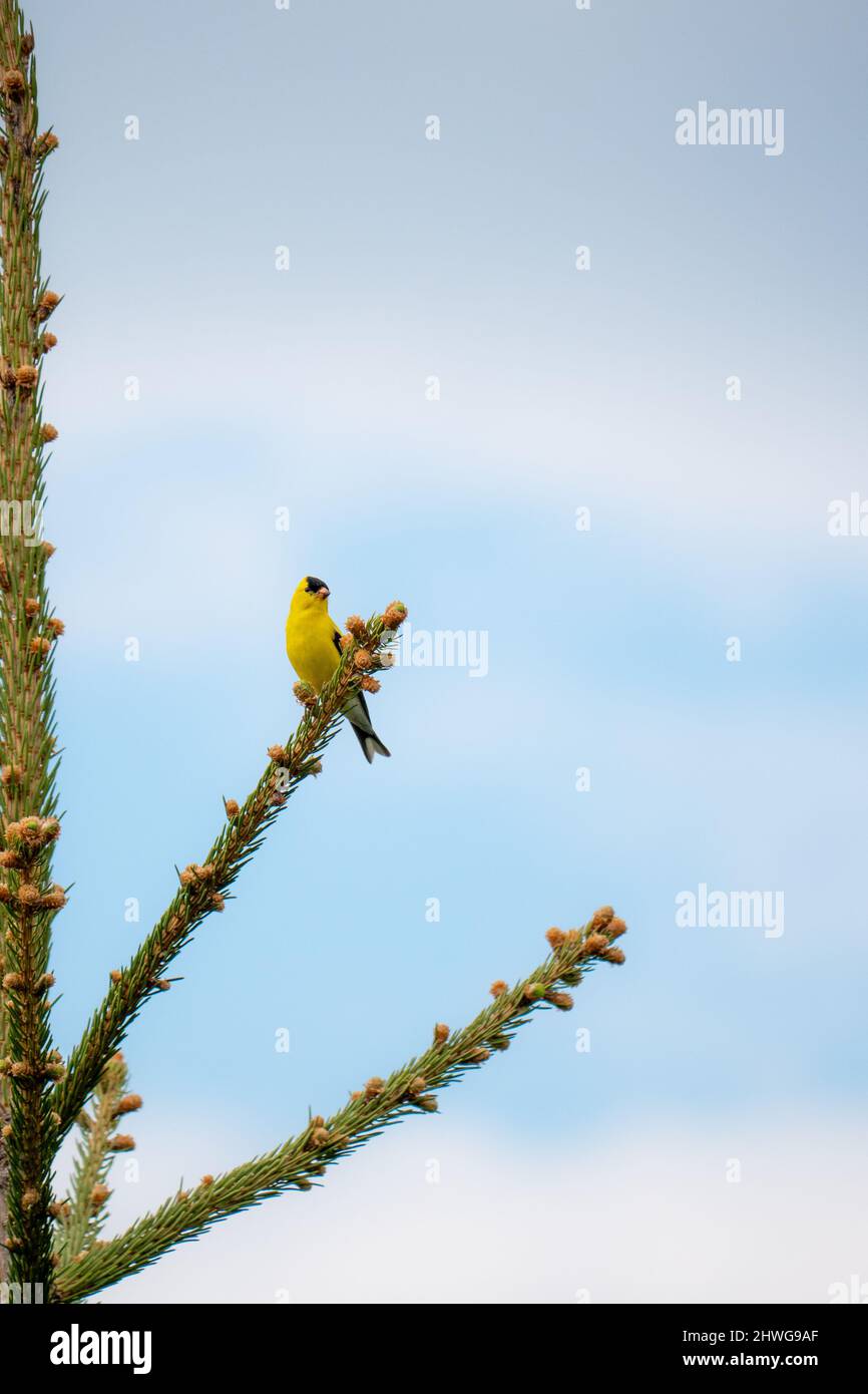 Oiseau animal jaune hi-res stock photography and images - Alamy