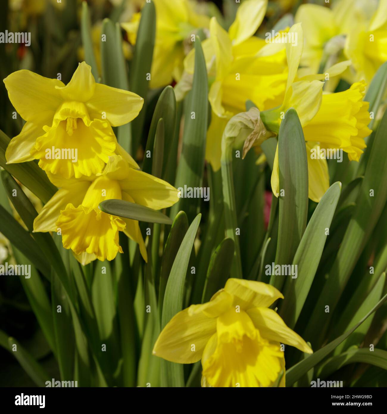 Amazing Yellow Daffodils flower field in the morning sunlight. The ...