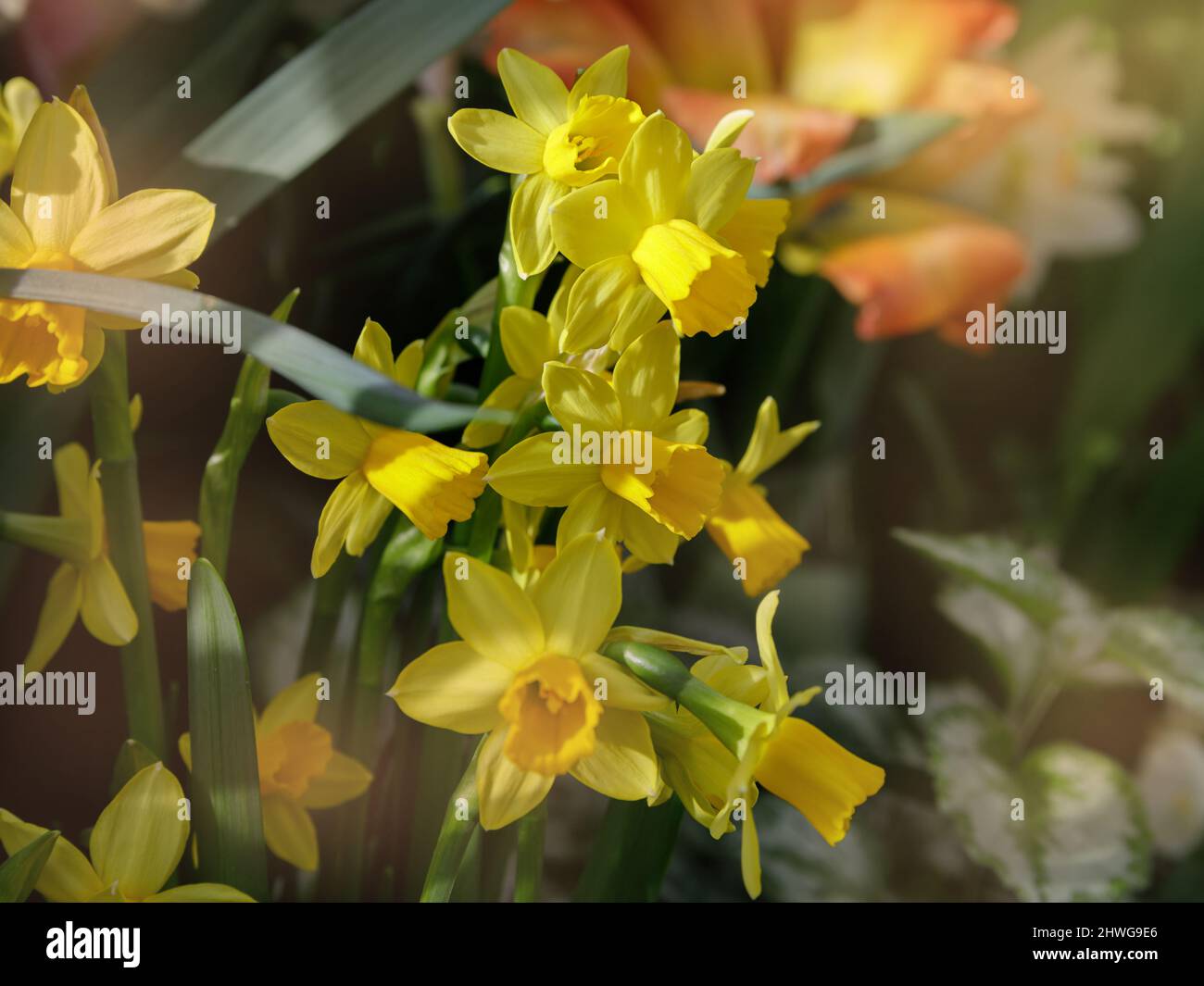Amazing Yellow Daffodils flower field in the morning sunlight. The ...