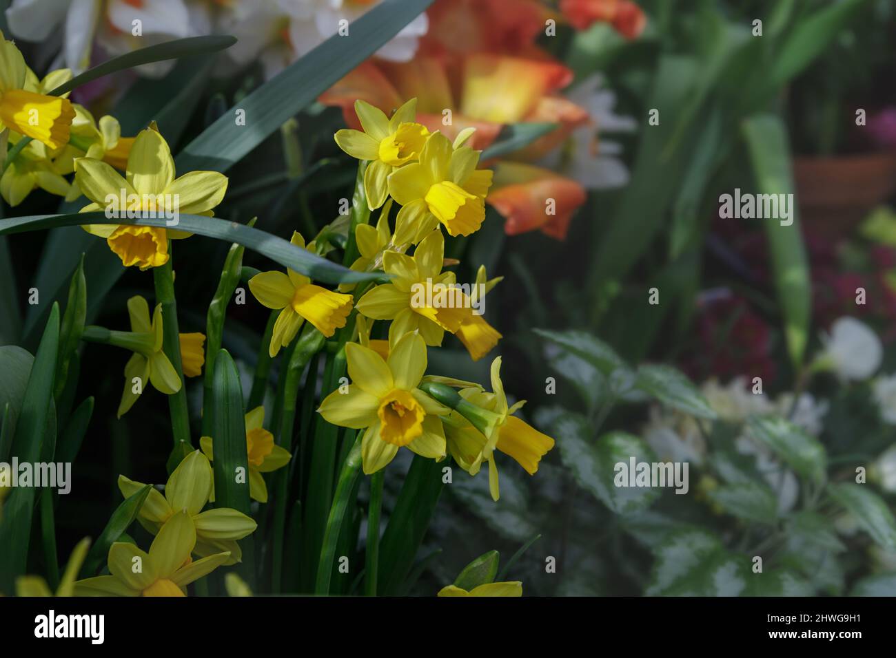 Image of fragrant narcissus hi-res stock photography and images - Alamy