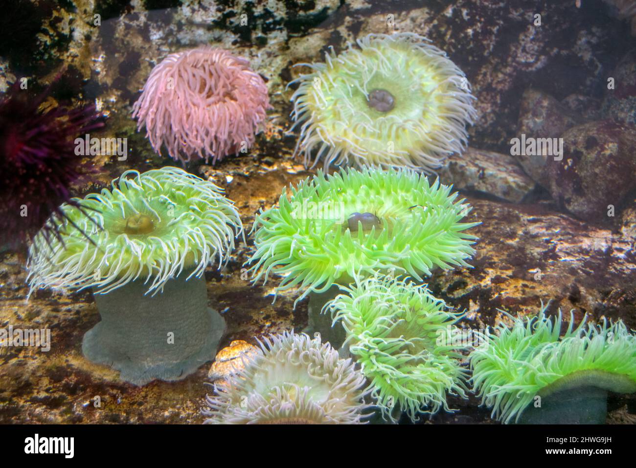 Giant Green Anemone, Anthopleura xanthogrammica and Colourful red and ...