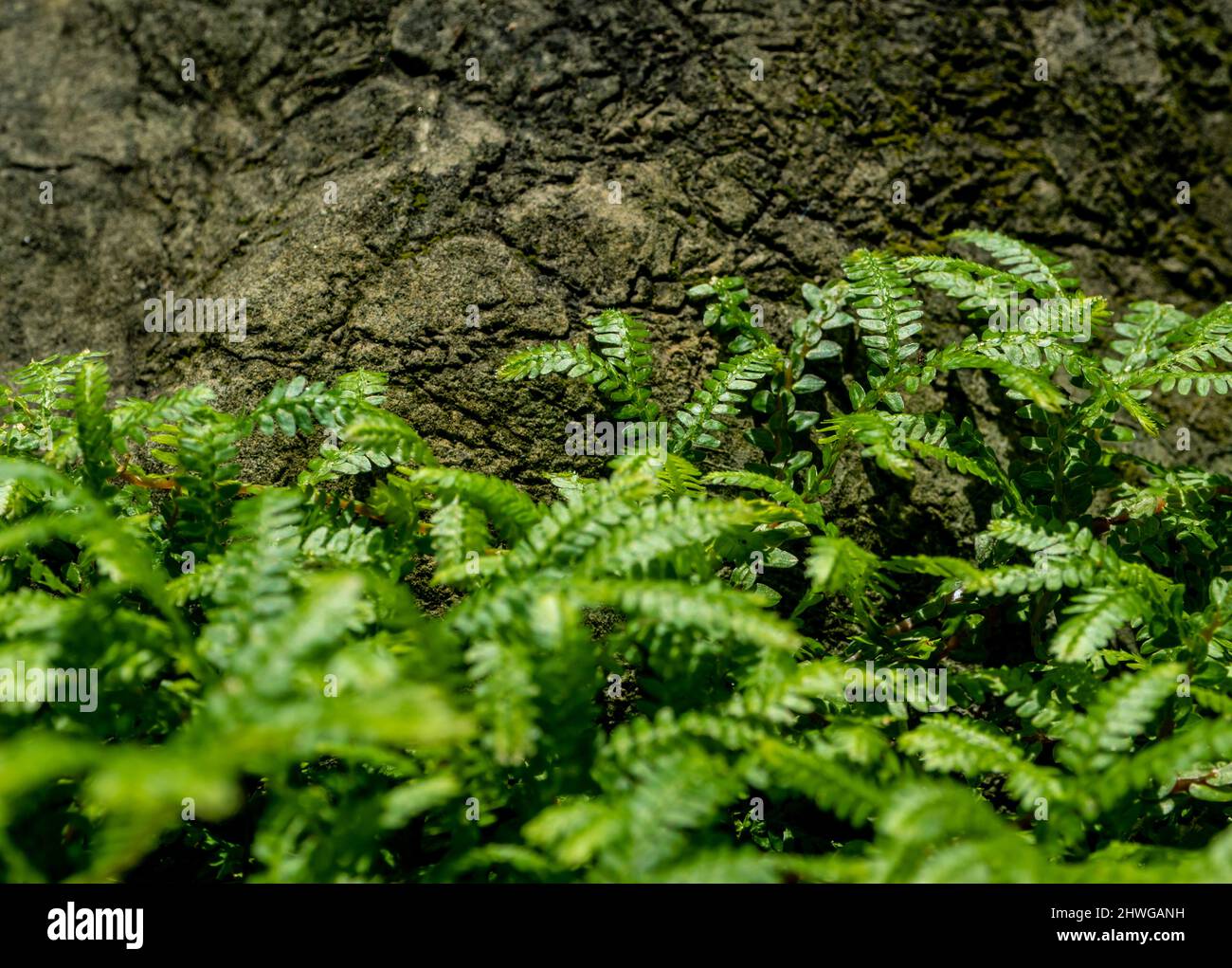 Full-frame texture background of Spike Moss fern leaves Stock Photo - Alamy