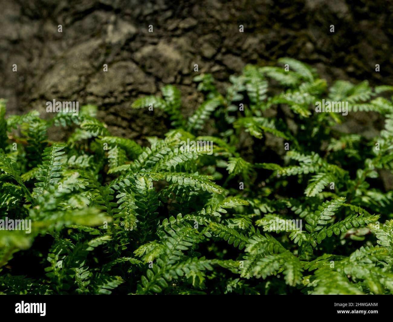 Full-frame texture background of Spike Moss fern leaves Stock Photo - Alamy