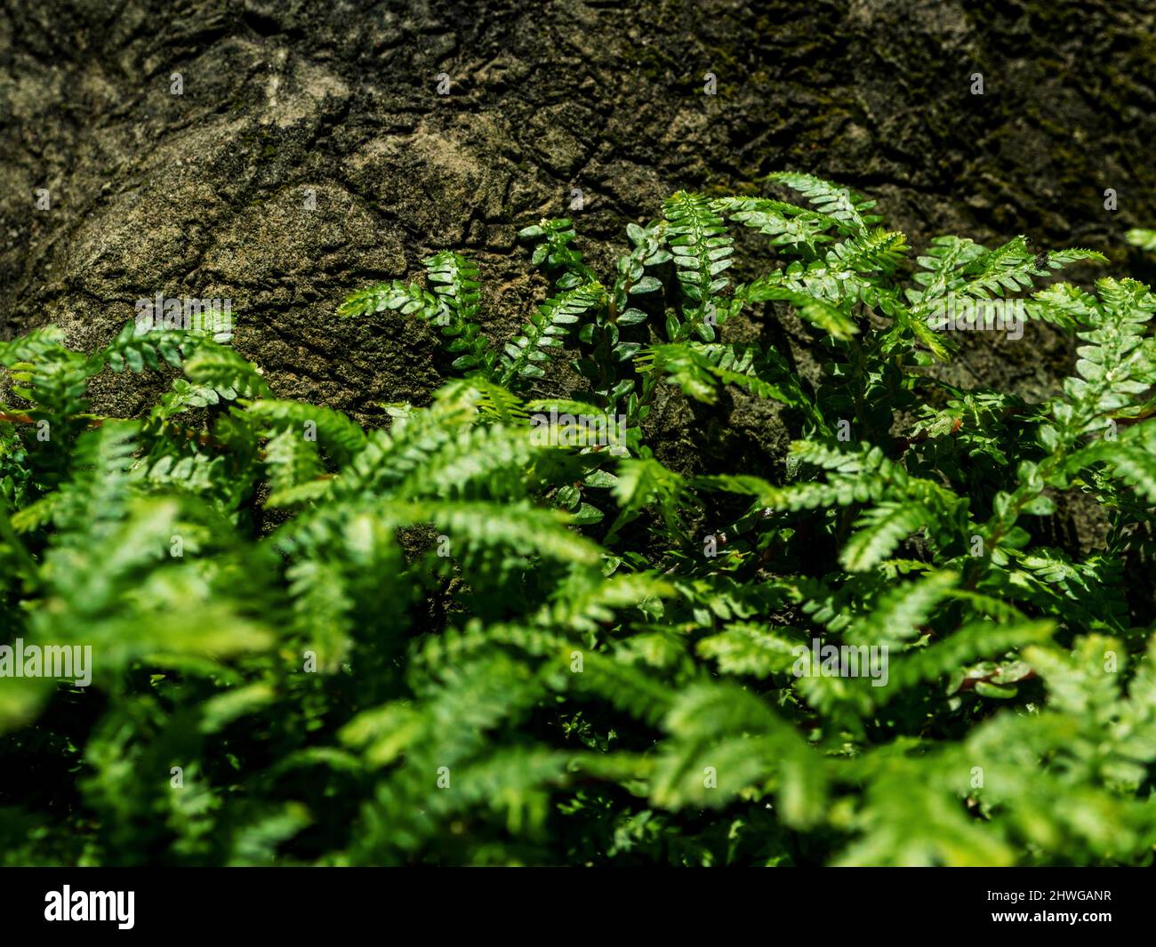 Full-frame texture background of Spike Moss fern leaves Stock Photo - Alamy