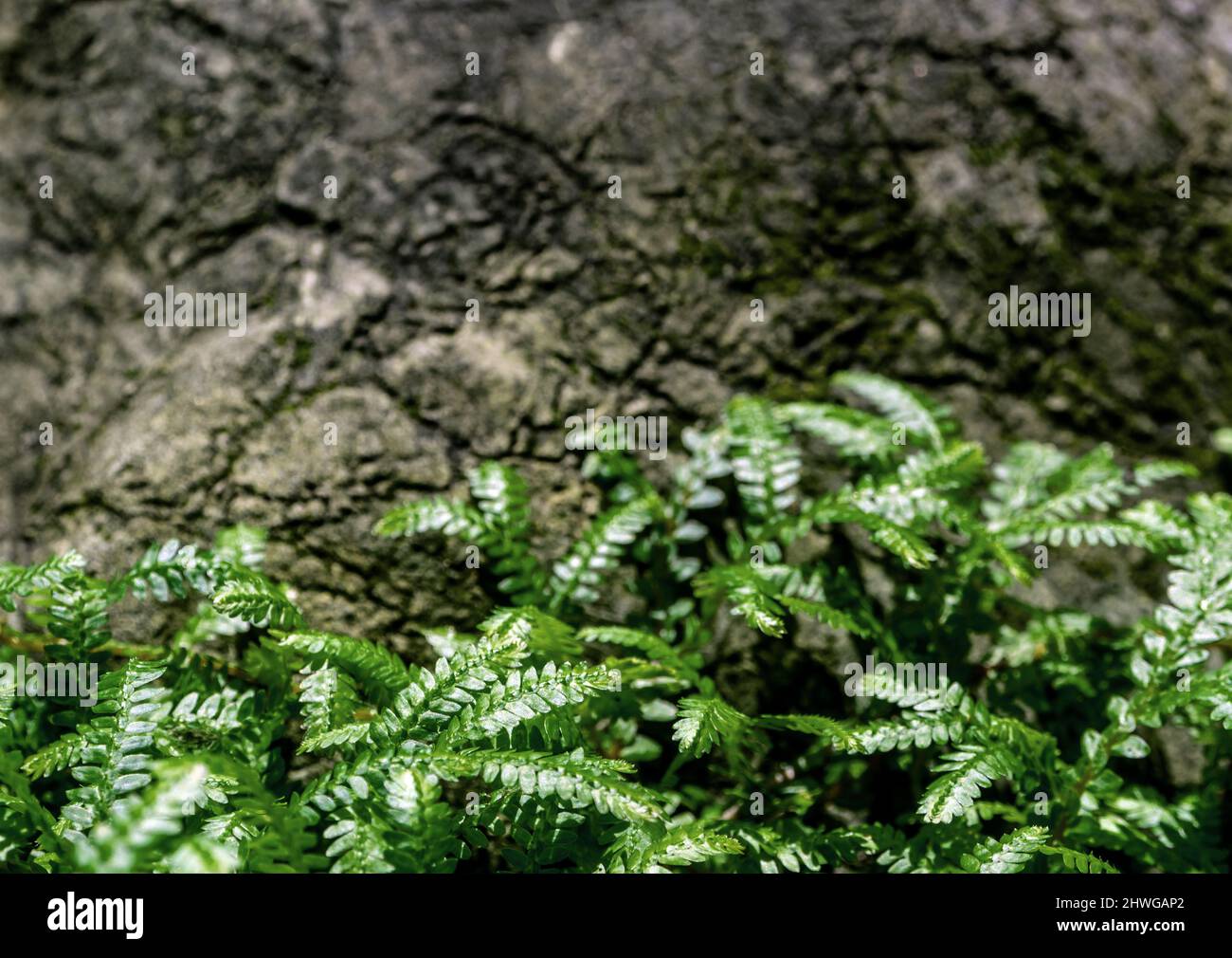 Full-frame texture background of Spike Moss fern leaves Stock Photo - Alamy