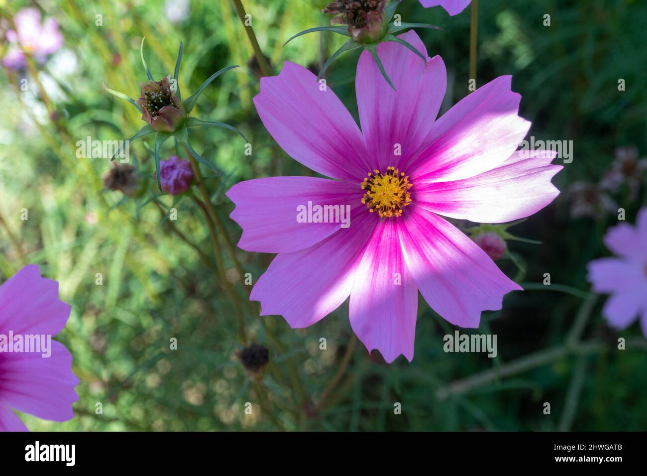 Pink color cosmos flowers in the flower field Stock Photo - Alamy