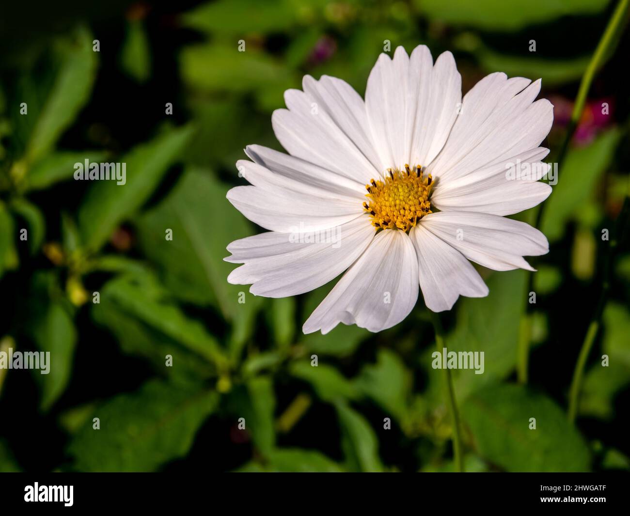 White color cosmos flowers in the flower field Stock Photo - Alamy