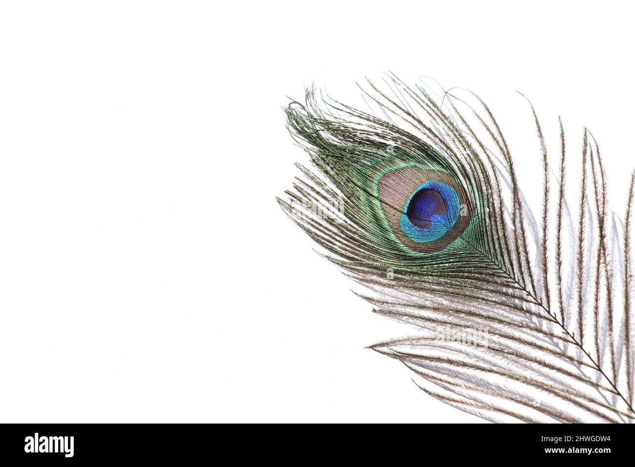 peacock feather close up on white background Stock Photo - Alamy