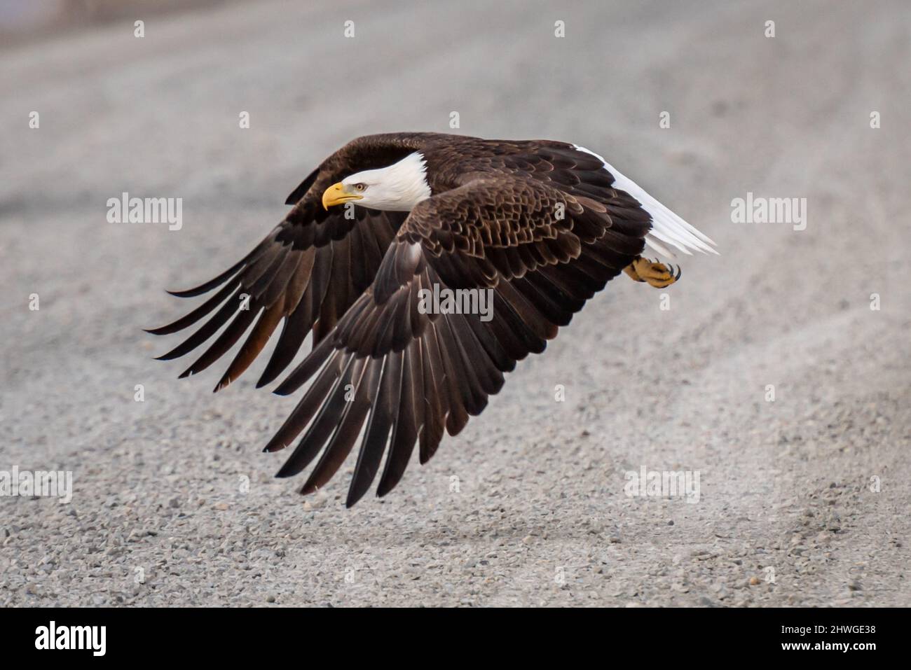 American Eagle Flying Side View