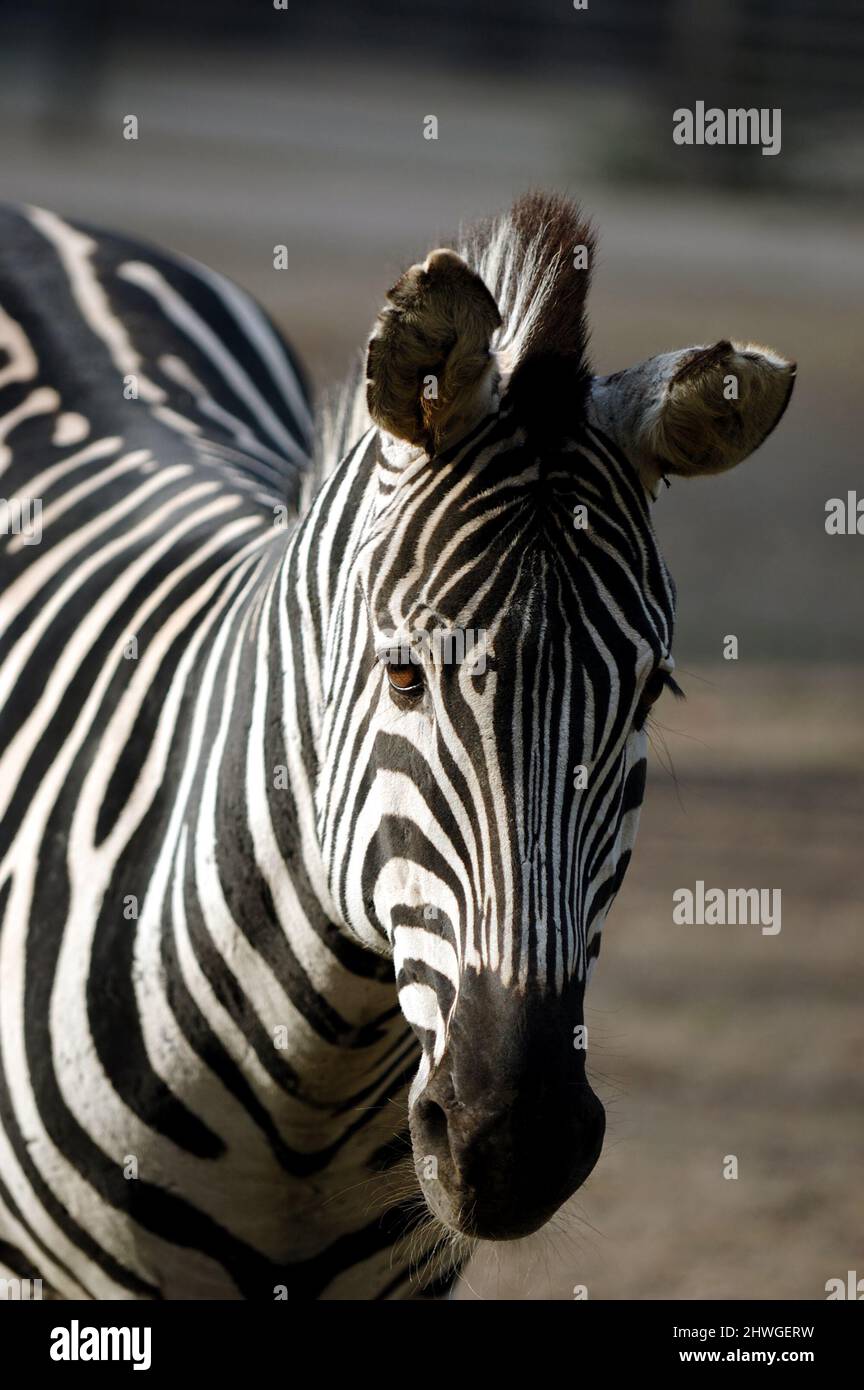 Sad zebra hi-res stock photography and images - Alamy