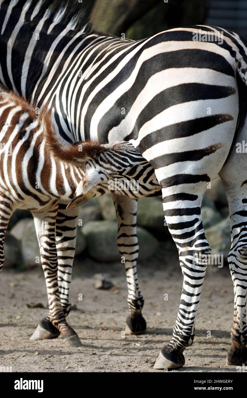 Zebra mother newborn hi-res stock photography and images - Alamy