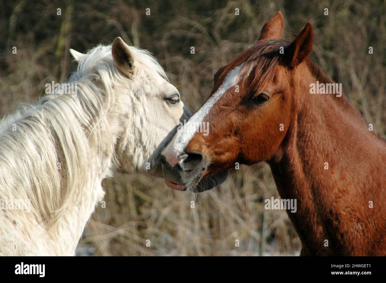 Two horses in love Stock Photo - Alamy