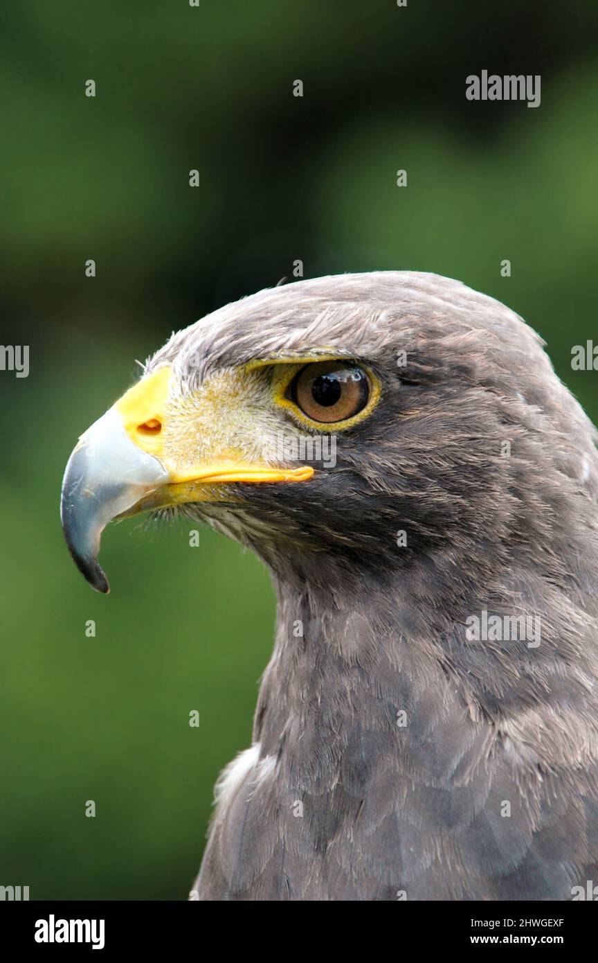 Falcon in profile Stock Photo - Alamy