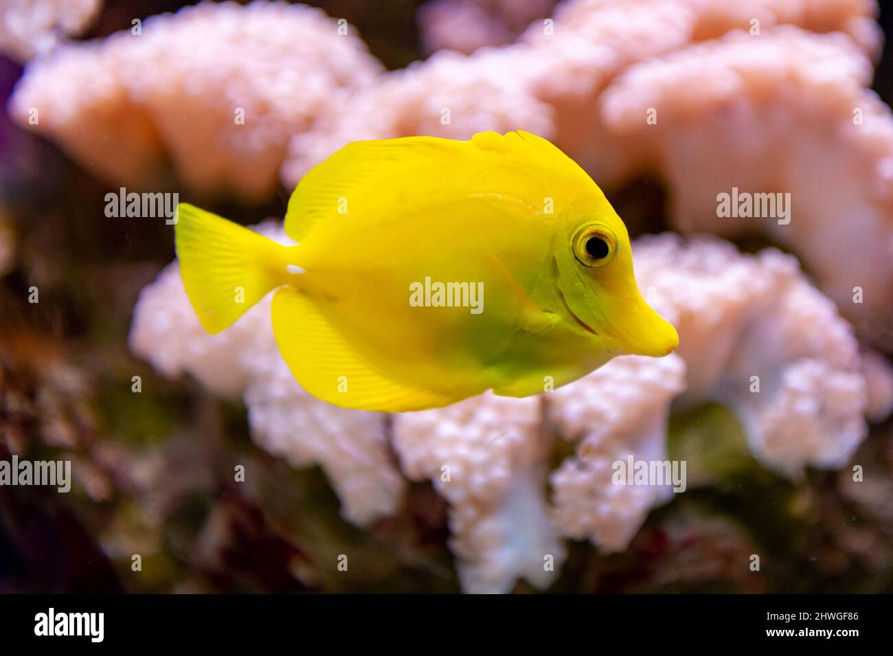 Yellow tang zebrasoma flavescens acanthuridae hi-res stock photography ...