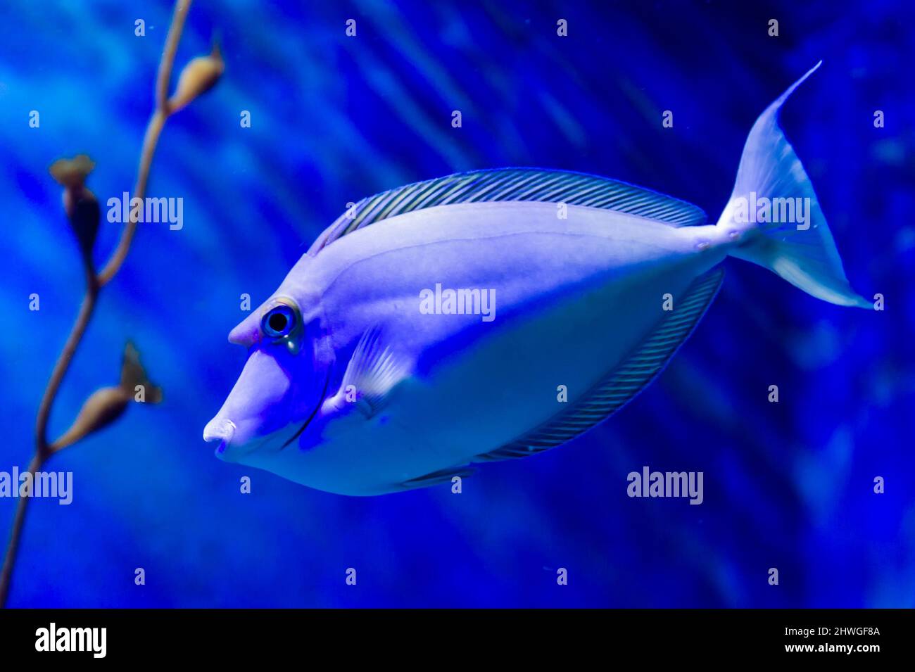 Bluespine unicornfish unicorn fish naso hi-res stock photography and ...