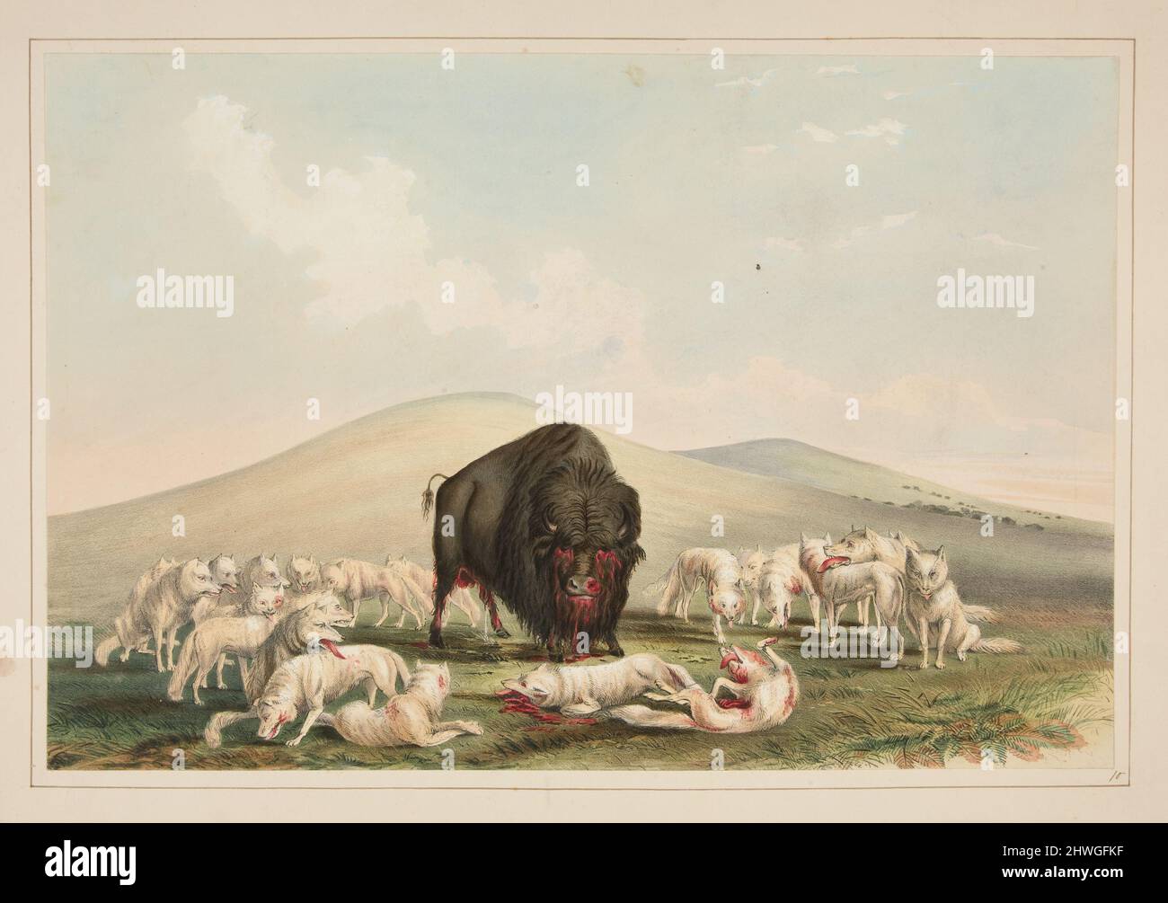 Buffalo Hunt, White Wolves Attacking a Buffalo Bull, pl. 10 from the ...