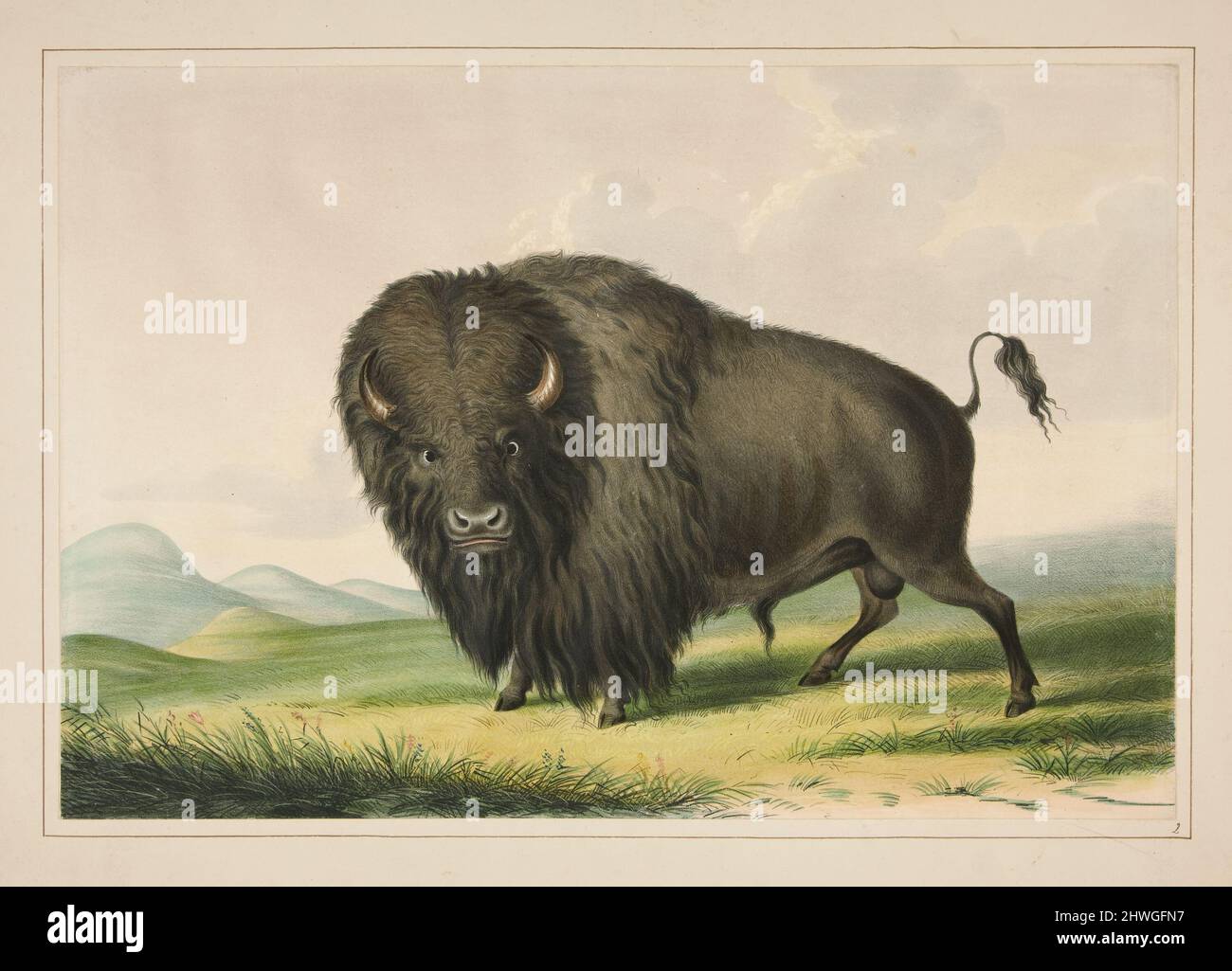 Buffalo Bull Grazing, pl. 2 from the North American Indian Portfolio ...
