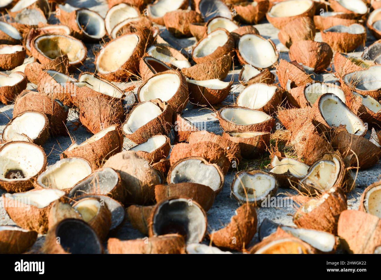 Coconut crop hi-res stock photography and images - Alamy