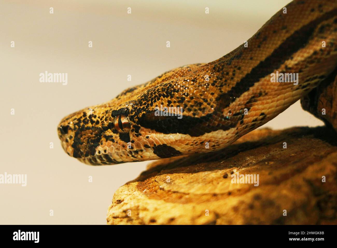 Anaconda snake serpent constrictor head hi-res stock photography and ...
