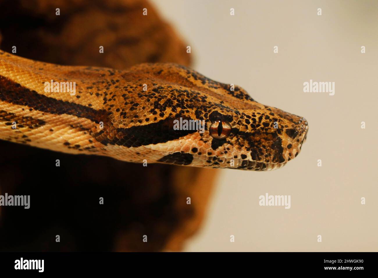Anaconda snake serpent constrictor head hi-res stock photography and ...