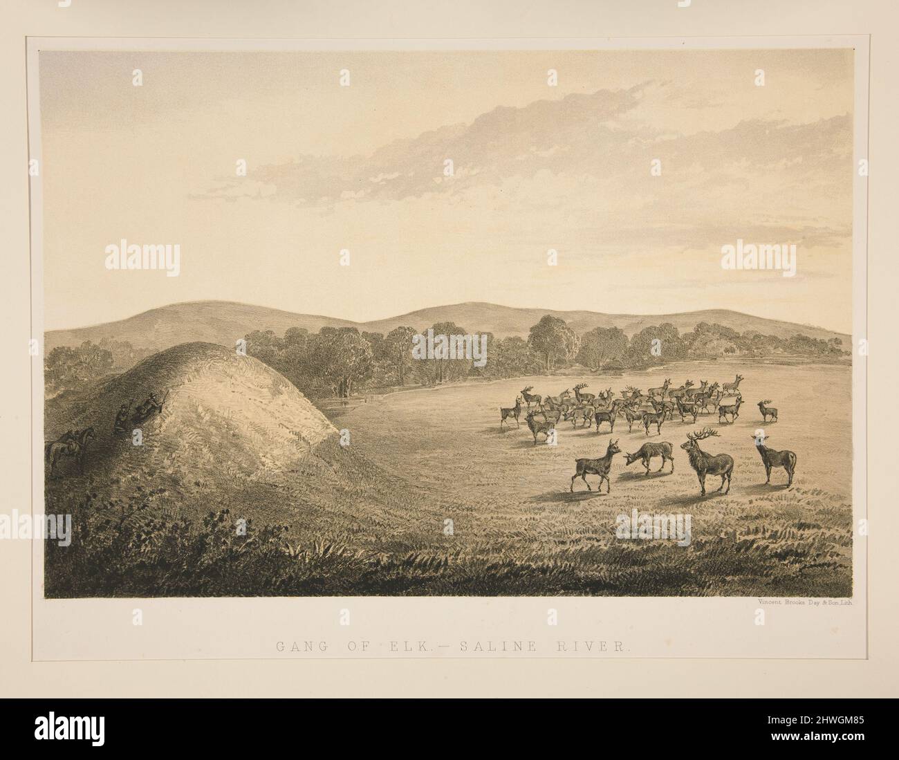 Gang of Elk (Saline River), from the series Sporting Scenes in Kansas ...