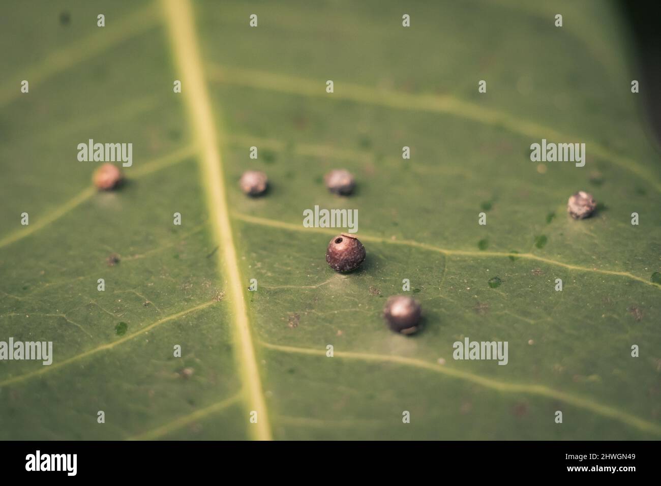 Abstract BANNER larvae of insect eggs ball shape accuracy lie beauty ...