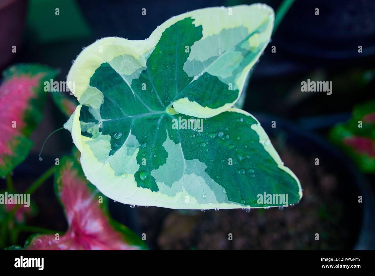 Close-up the leaves pattern of variegated plant in the garden Stock ...