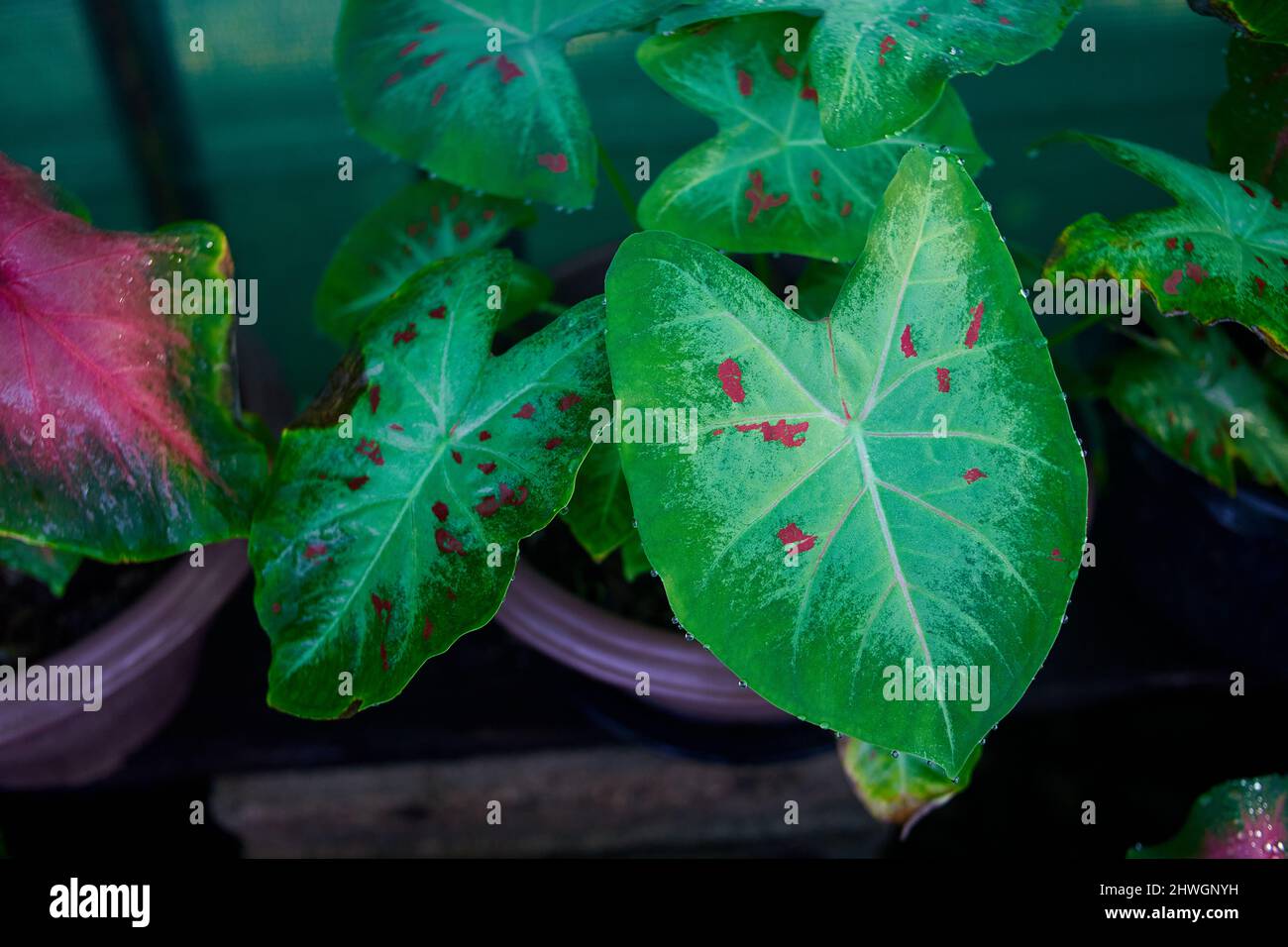 Variegated leaves plant hi-res stock photography and images - Alamy