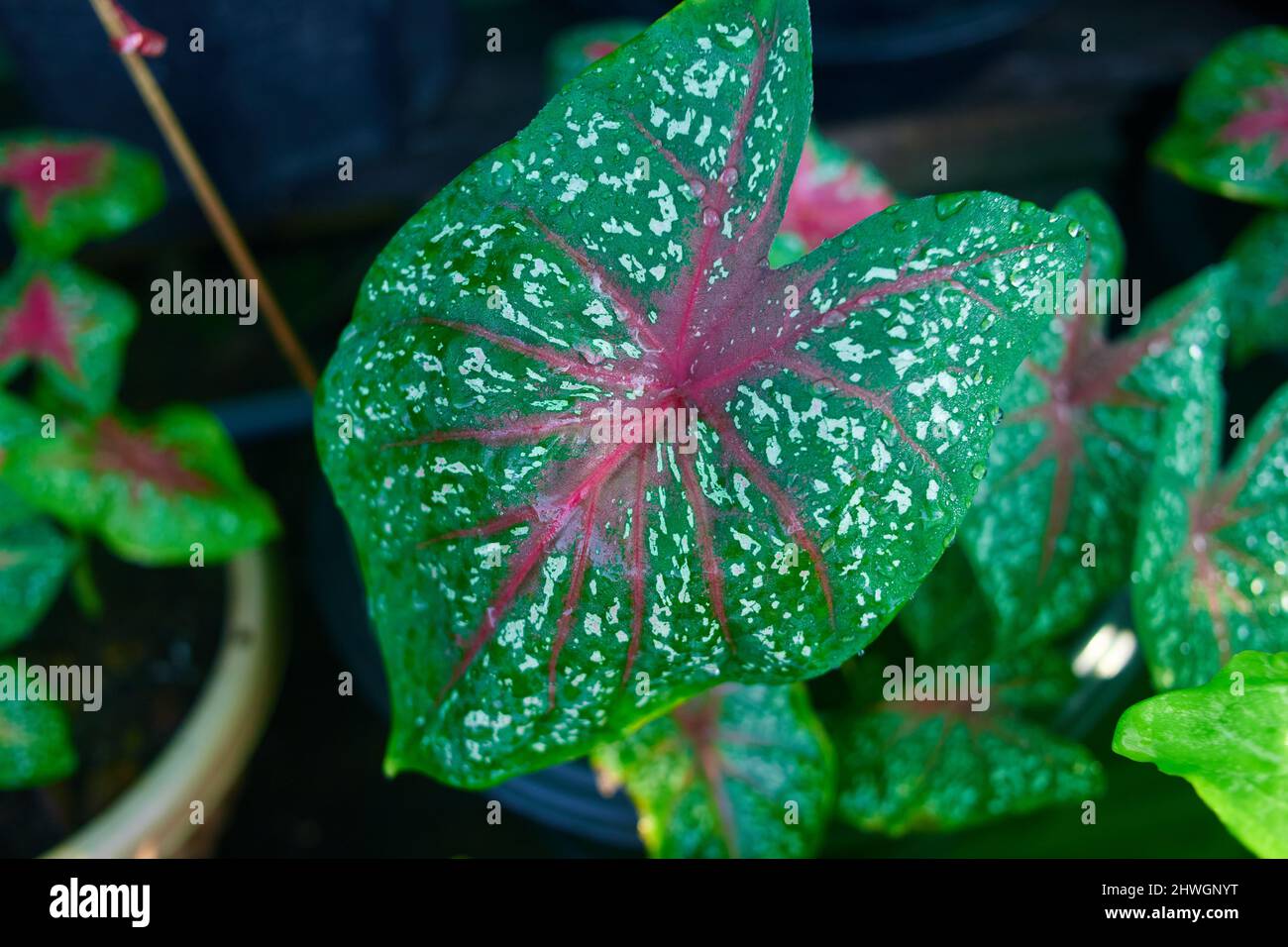 Variegated plant hi-res stock photography and images - Alamy