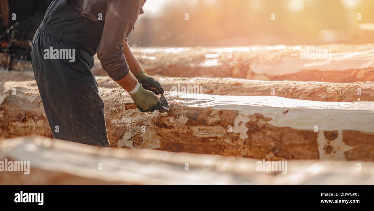 Preparation of timber for construction of log wooden houses. Carpenter ...