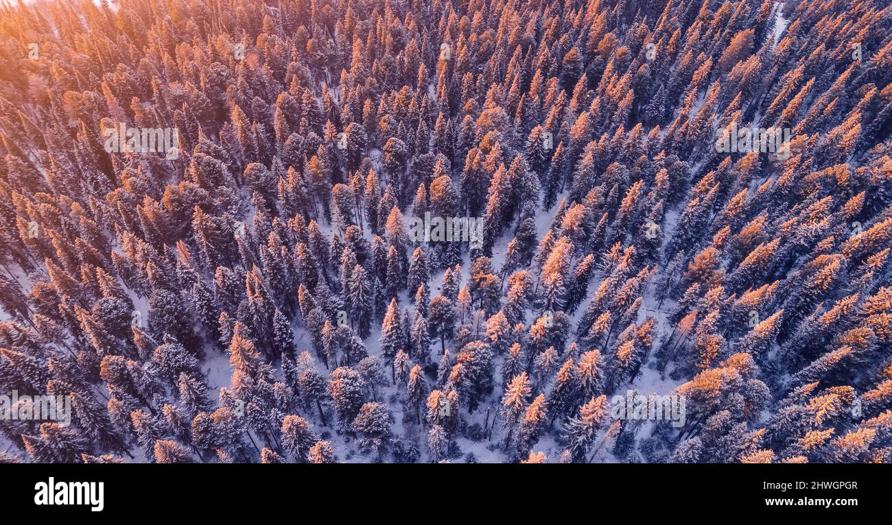 Beautiful winter mountain forest in snow, sunset light aerial top view ...