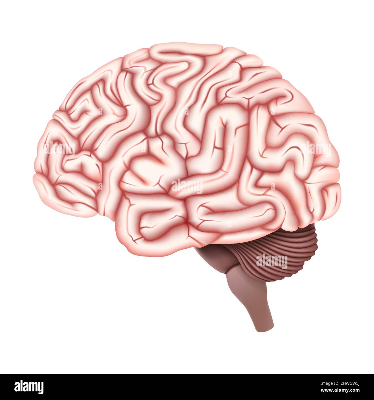 Brain vector design. Realistic anatomy pictures. Human body internal ...