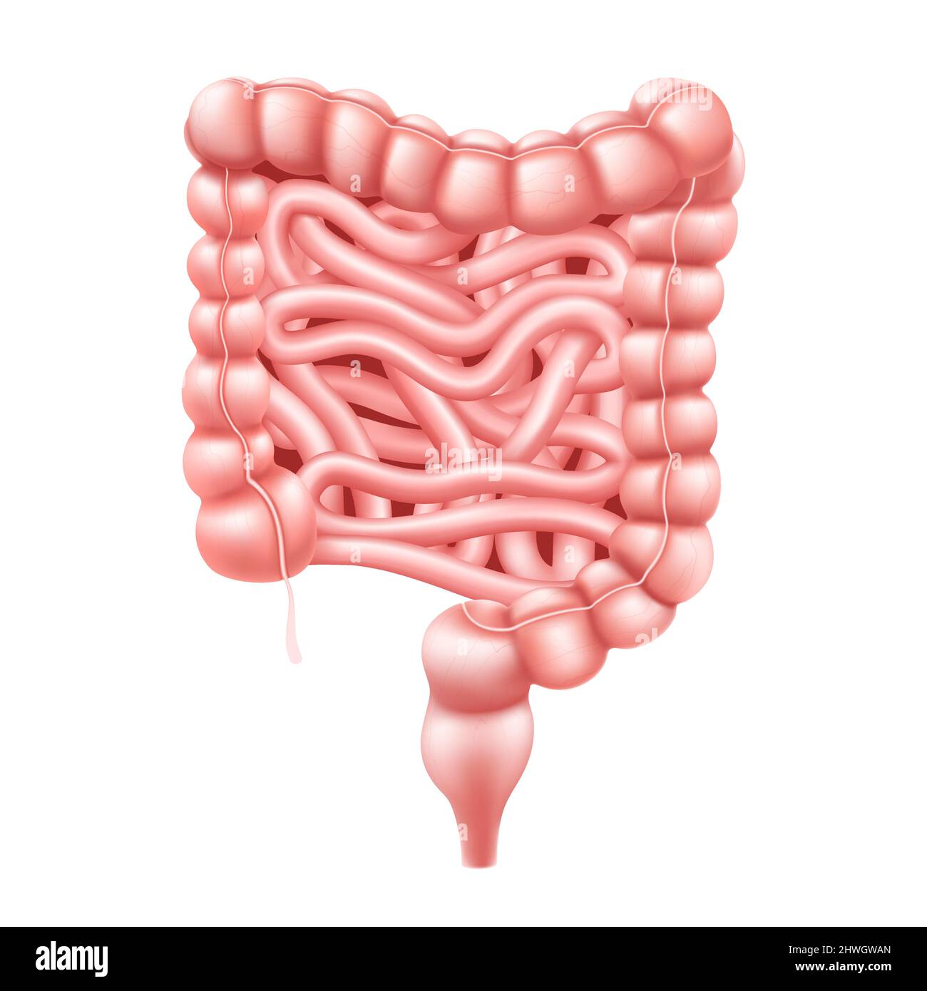 Intestines. Realistic 3d vector illustration of small and large ...