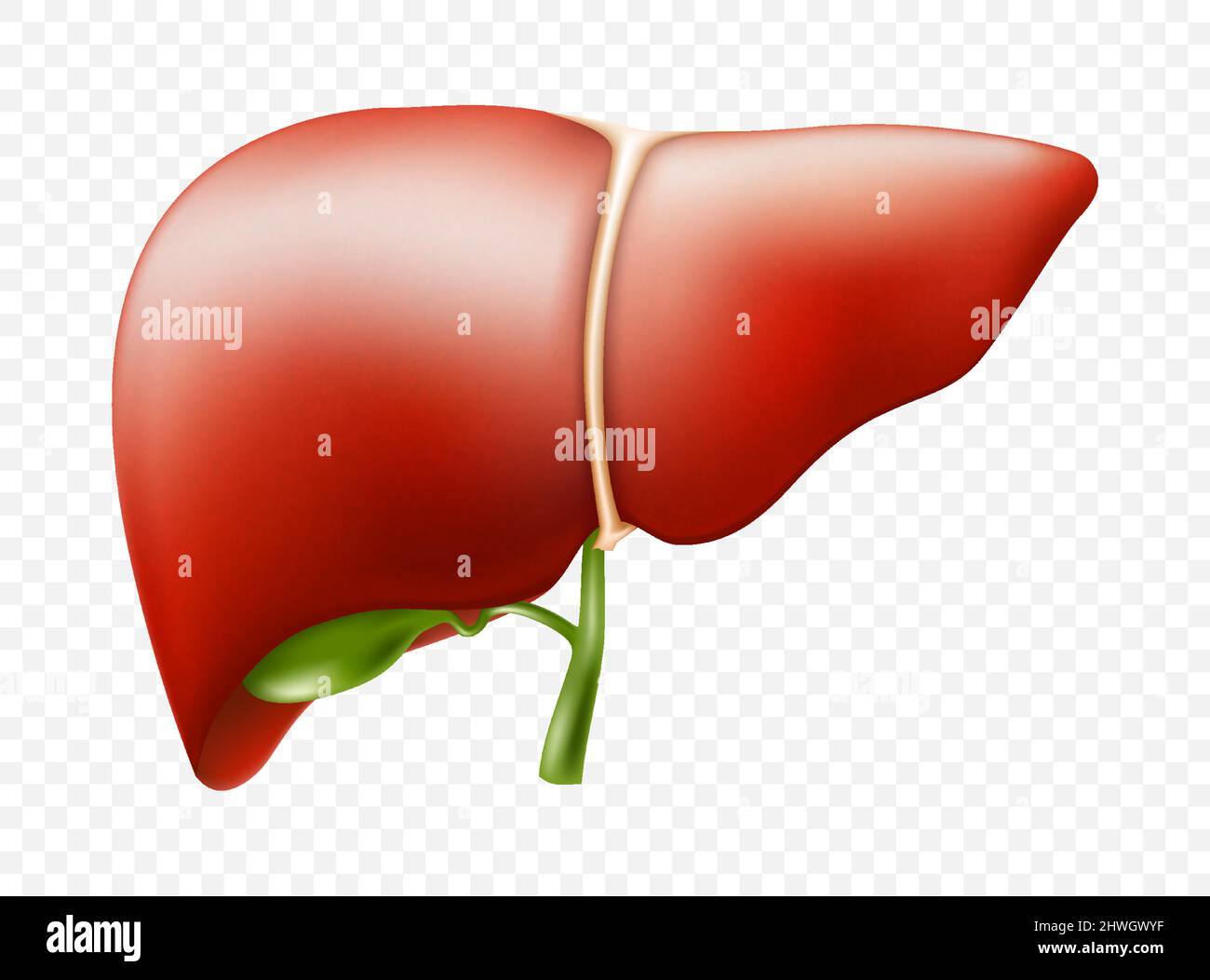 Realistic liver anatomy structure. Vector hepatic system organ ...
