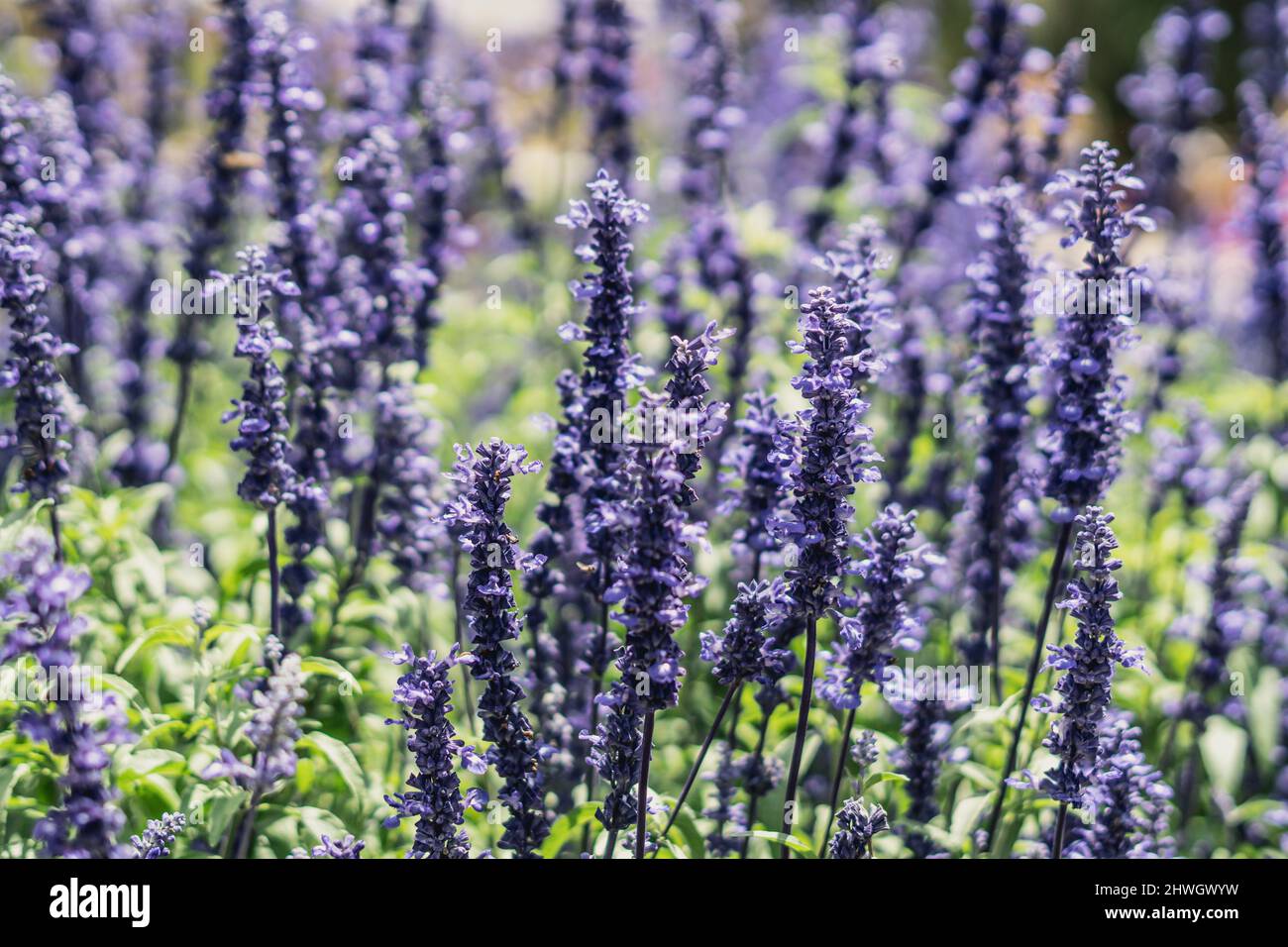 Real beauty nature photo background. Lamiaceae, Lavender field herb ...
