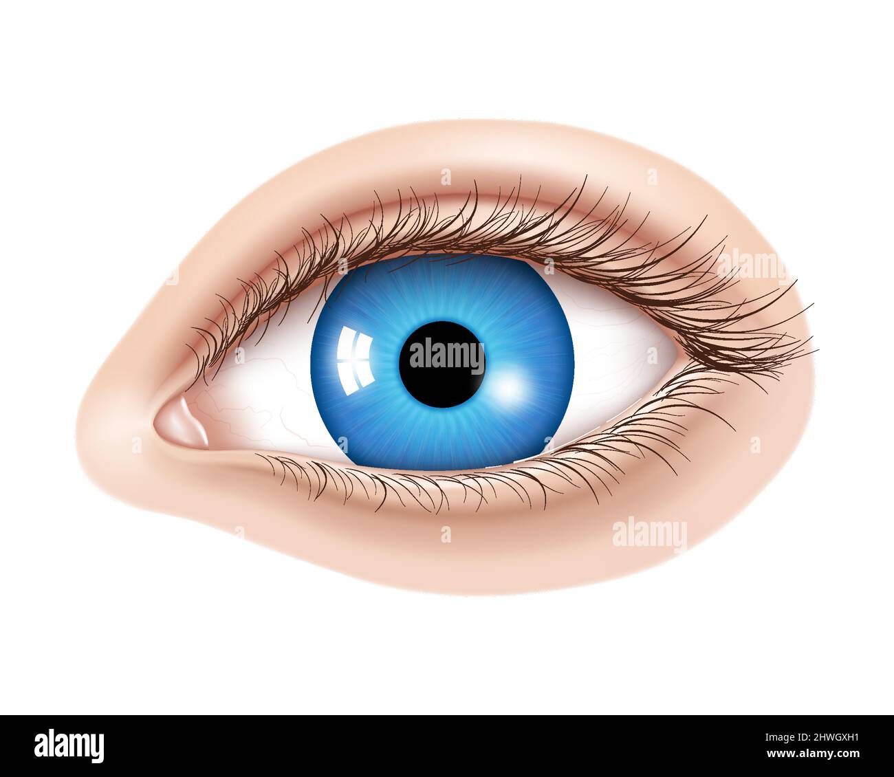 Vector 3d realistic human eye without makeup. Glossy blue iris with a ...