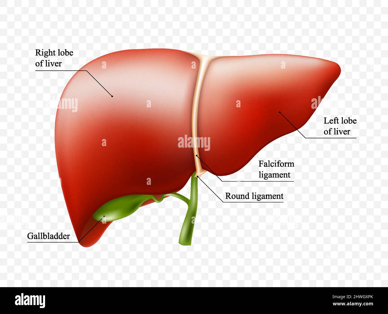 Realistic liver anatomy structure. Vector hepatic system organ ...