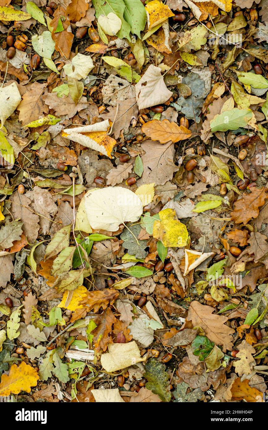 Background of colorful autumn leaves on forest floor Stock Photo - Alamy