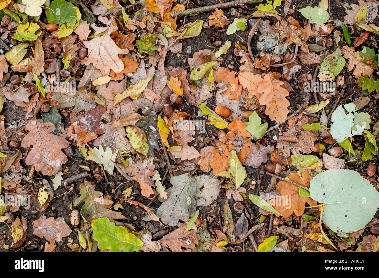 Background of colorful autumn leaves on forest floor Stock Photo - Alamy