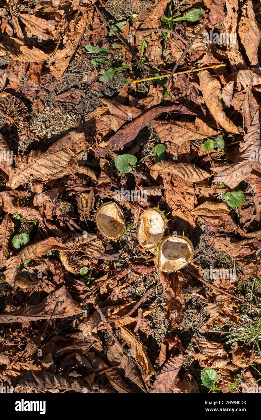 Chestnut leaves and shells in the grass, top view Stock Photo - Alamy