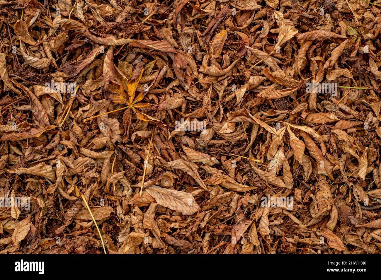 Chestnut leaves and shells in the grass, top view Stock Photo - Alamy