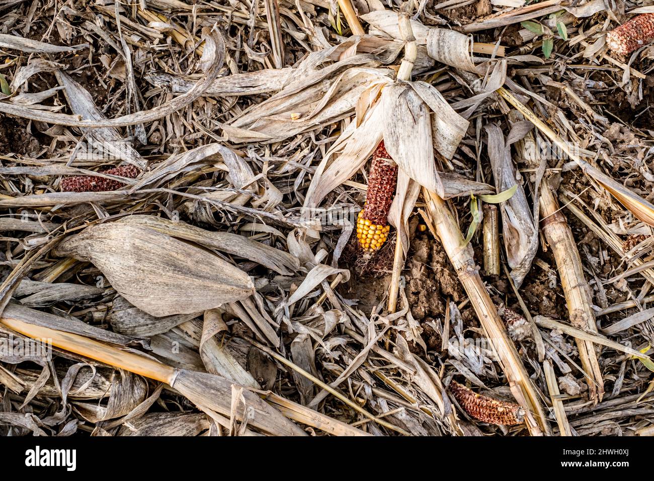 Leftover corn cob after threshing. Waste of food. top view Stock Photo ...