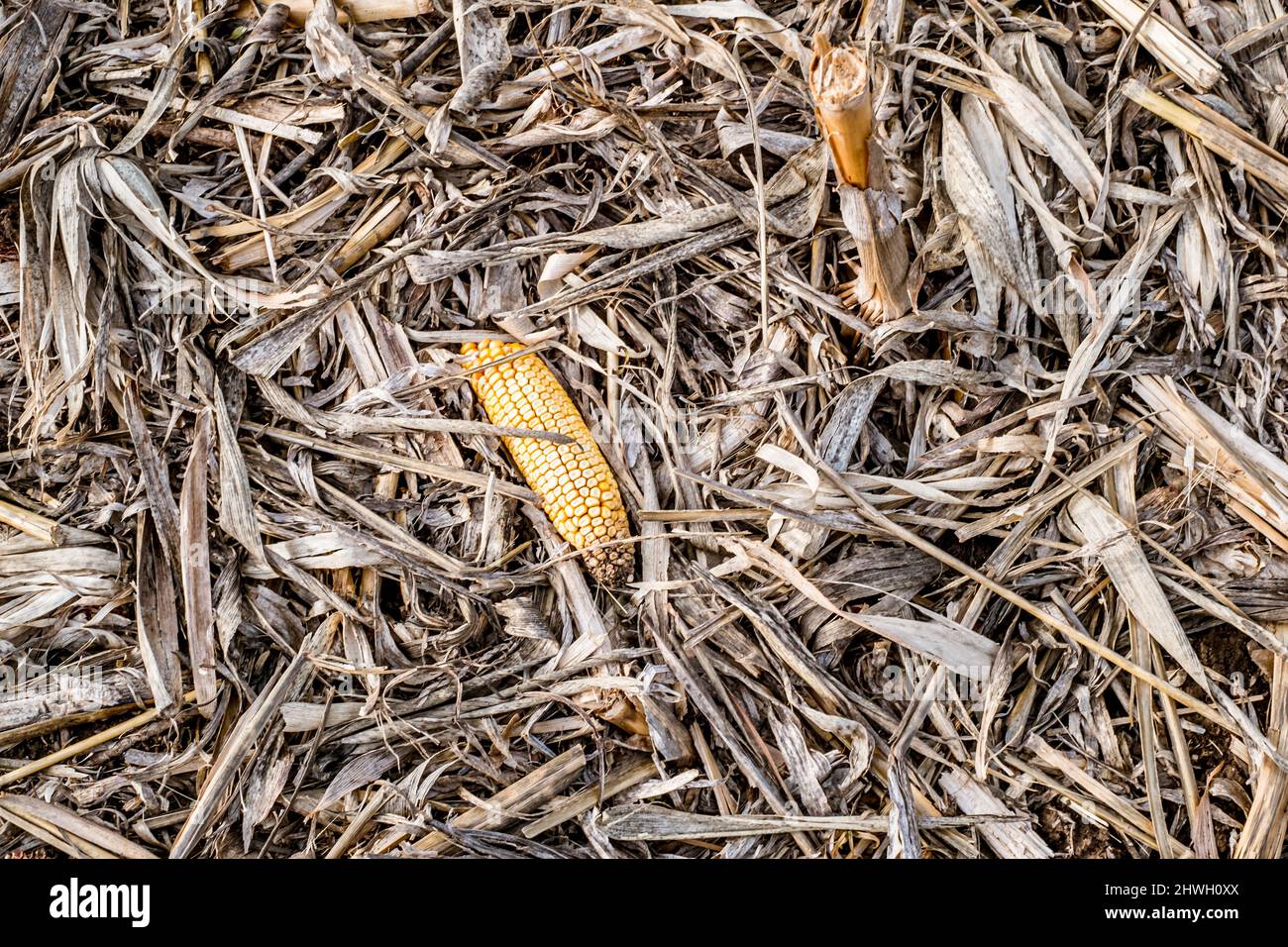 Leftover corn cob after threshing. Waste of food. top view Stock Photo ...