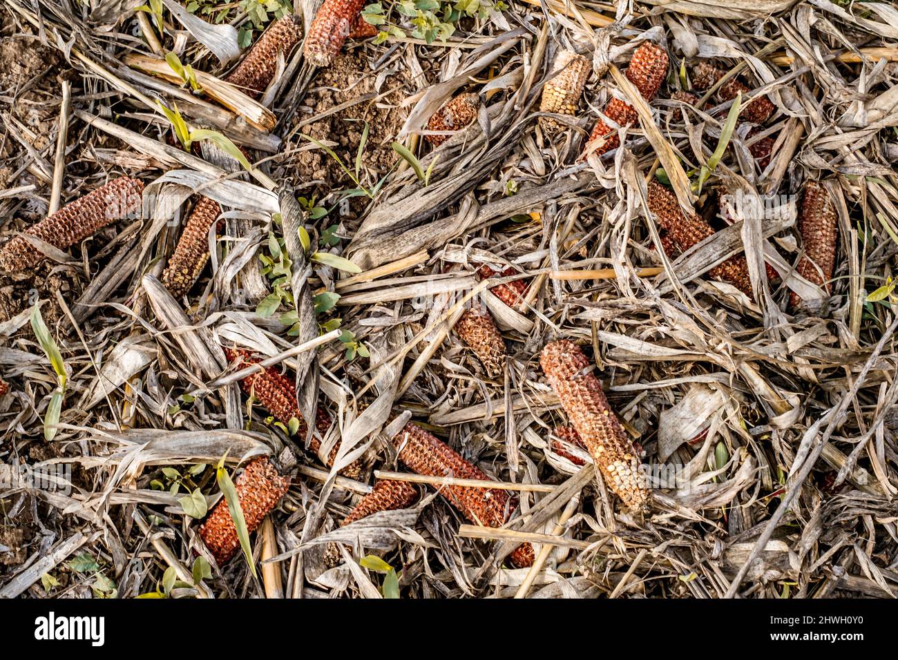 Leftover corn cob after threshing. Waste of food. top view Stock Photo ...