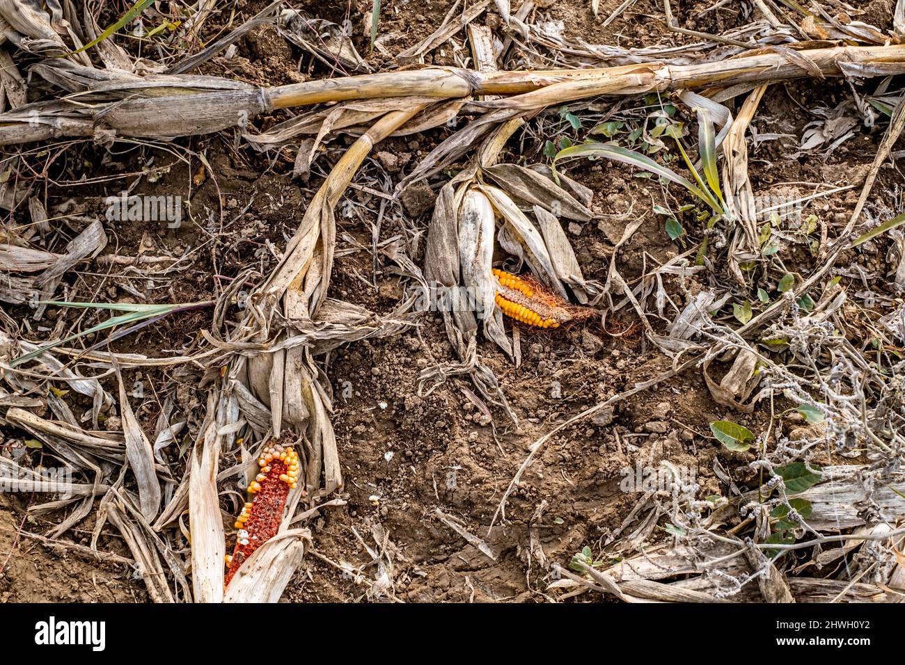 Leftover corn cob after threshing. Waste of food. top view Stock Photo ...
