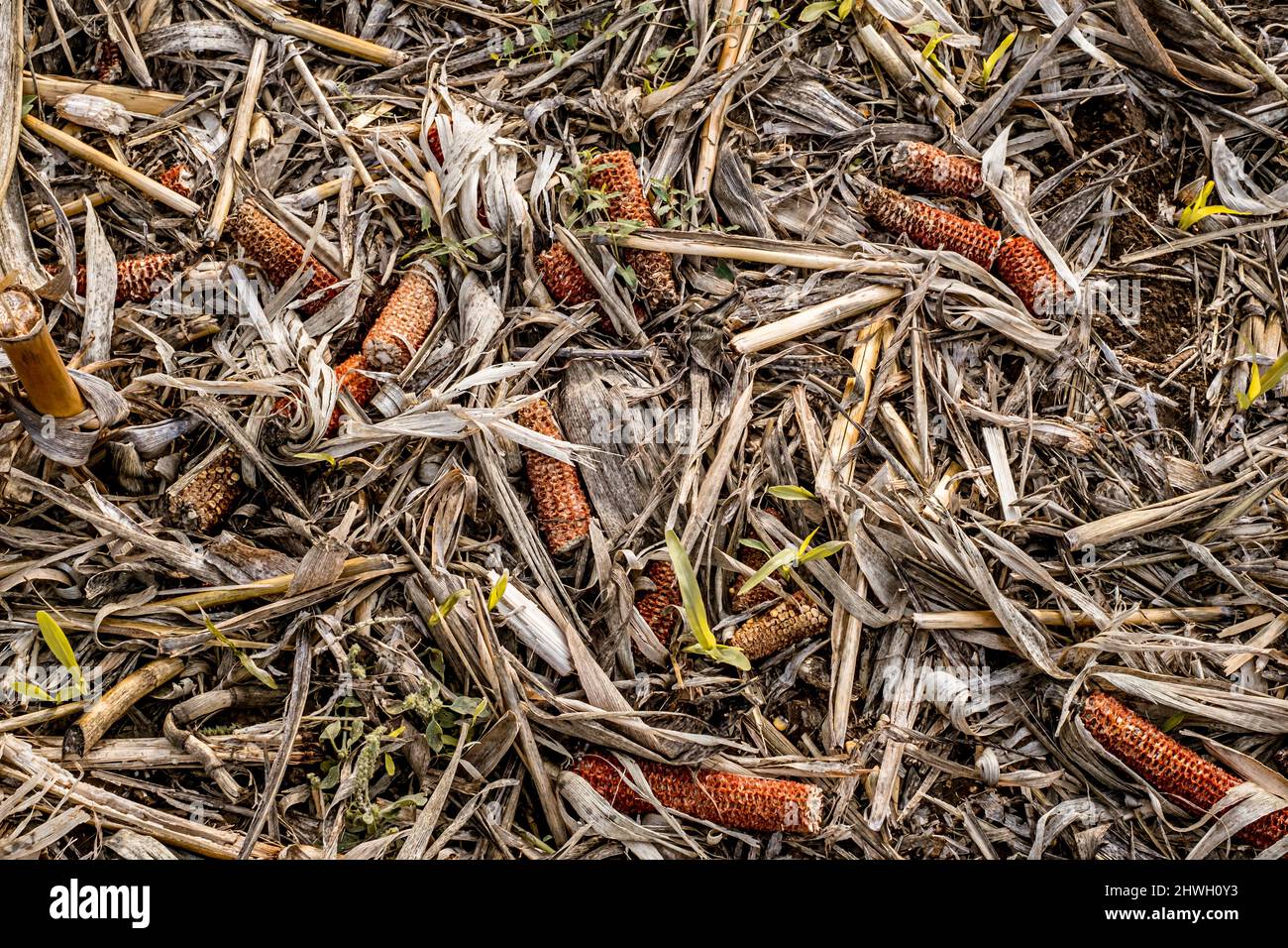 Leftover corn cob after threshing. Waste of food. top view Stock Photo ...