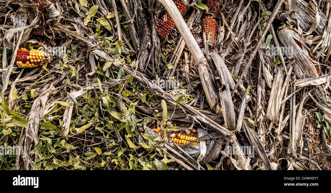 Leftover corn cob after threshing. Waste of food. top view Stock Photo ...