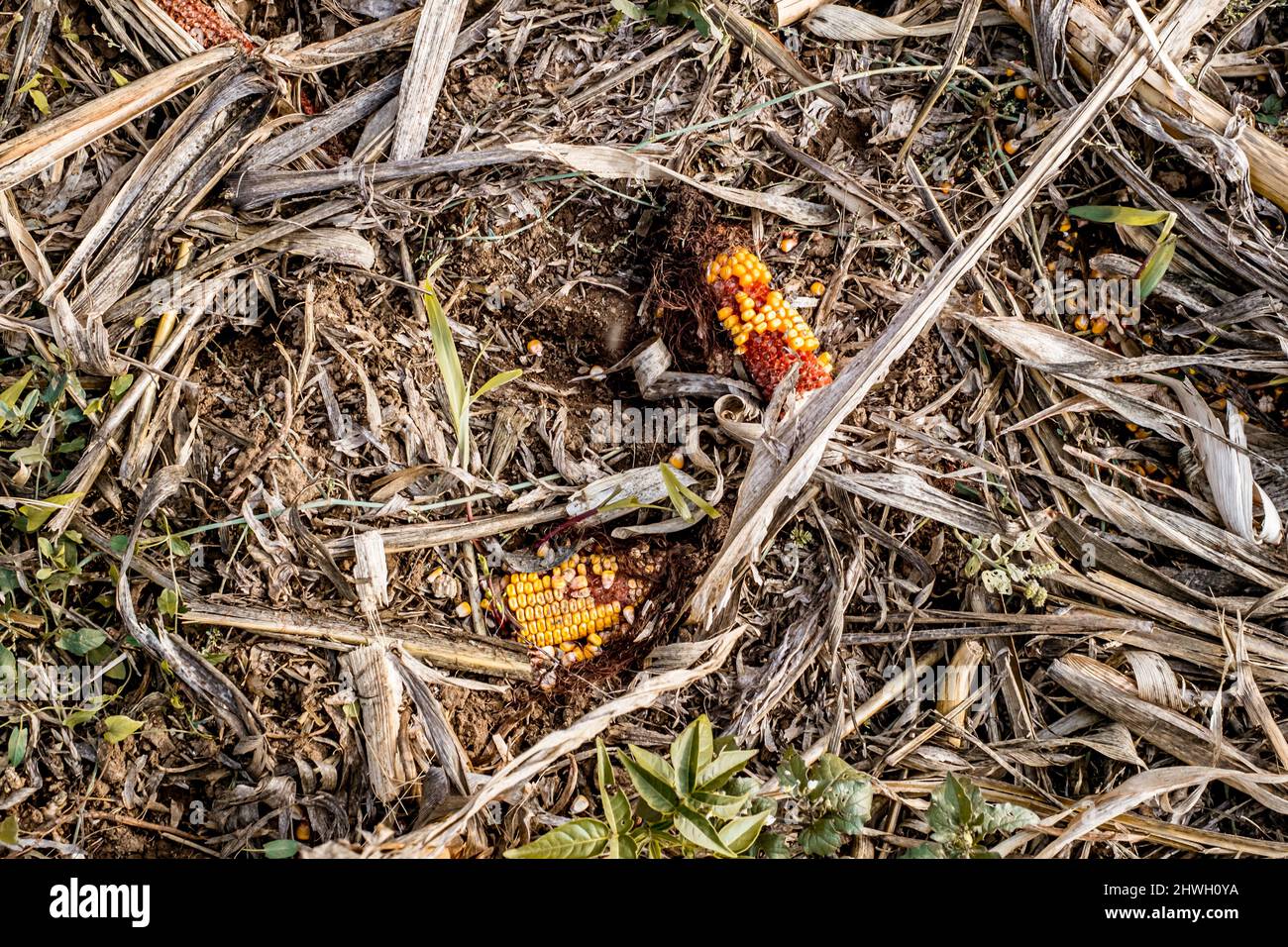 Leftover corn cob after threshing. Waste of food. top view Stock Photo ...