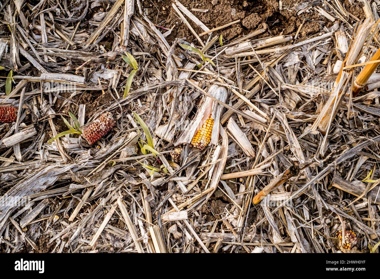 Leftover corn cob after threshing. Waste of food. top view Stock Photo ...
